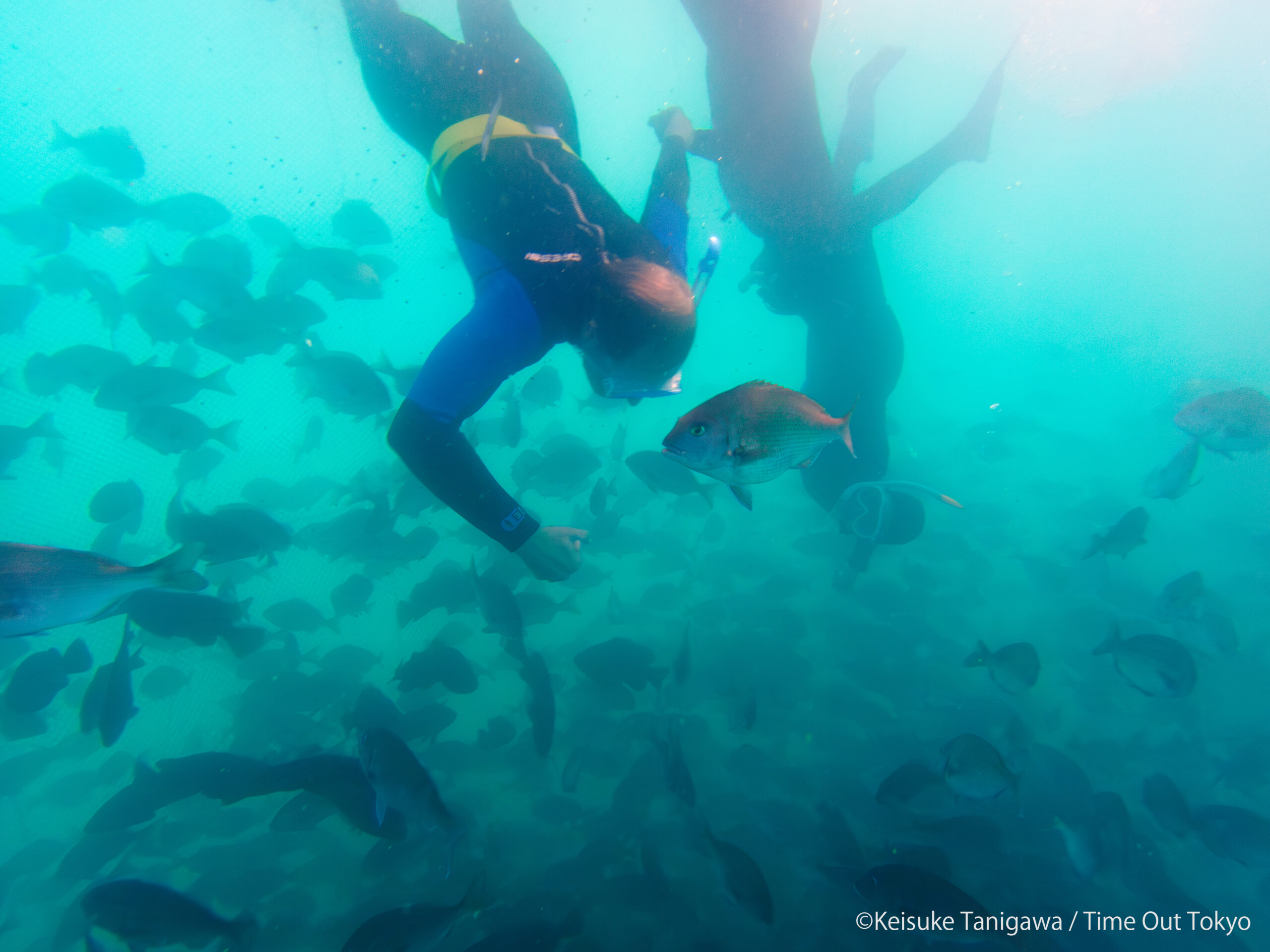 Sea Bream Spectacular Tour - Kaito Yumin Club