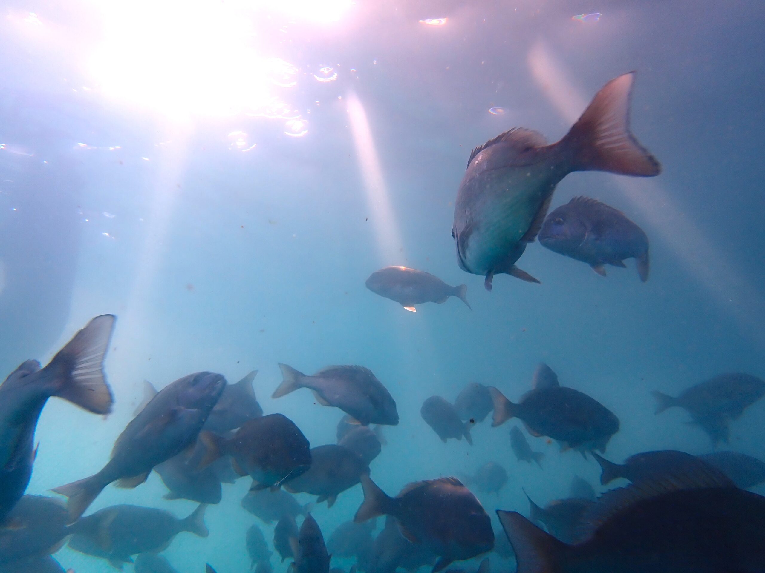 Sea Bream Spectacular Tour - Kaito Yumin Club