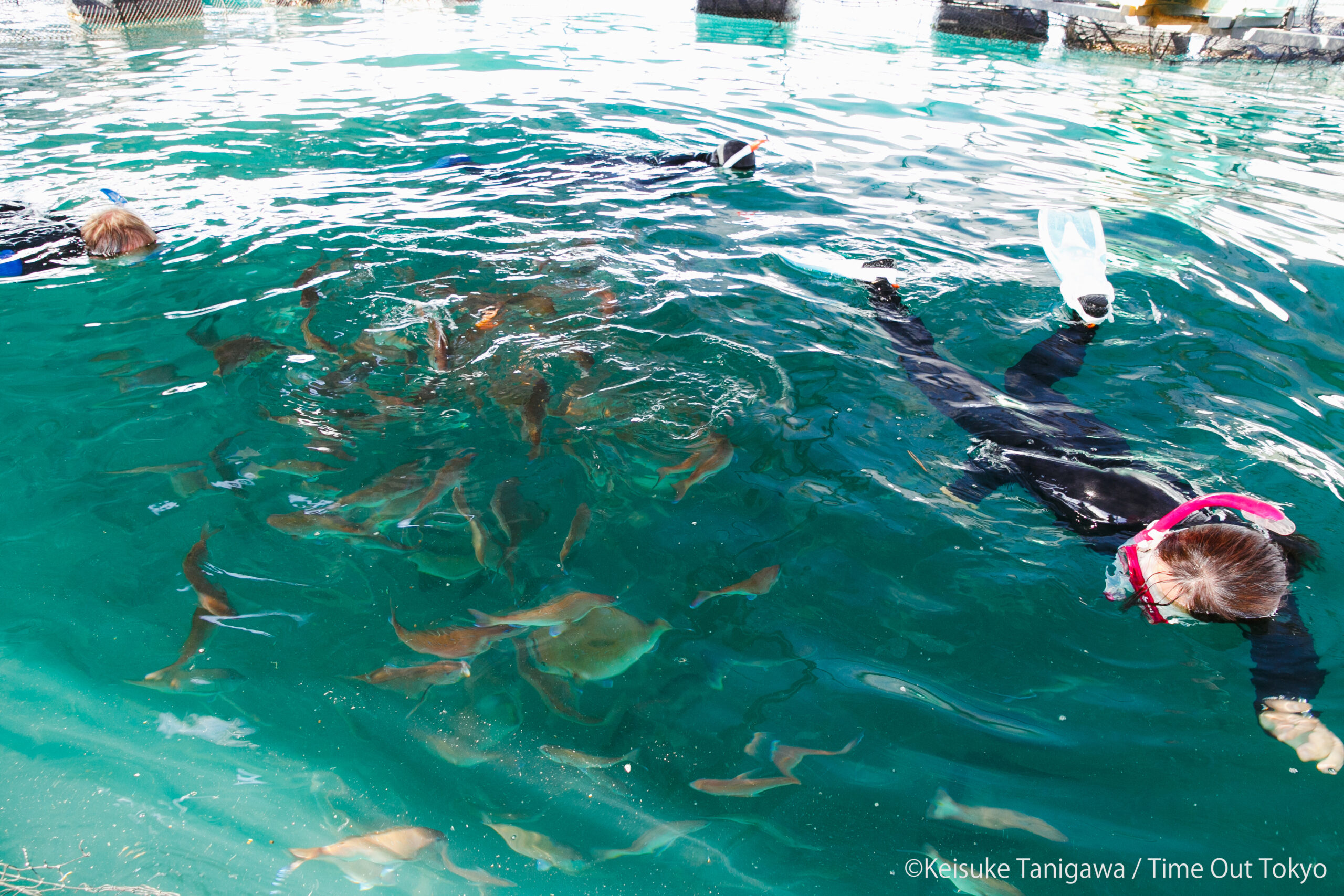 Sea Bream Spectacular Tour - Kaito Yumin Club