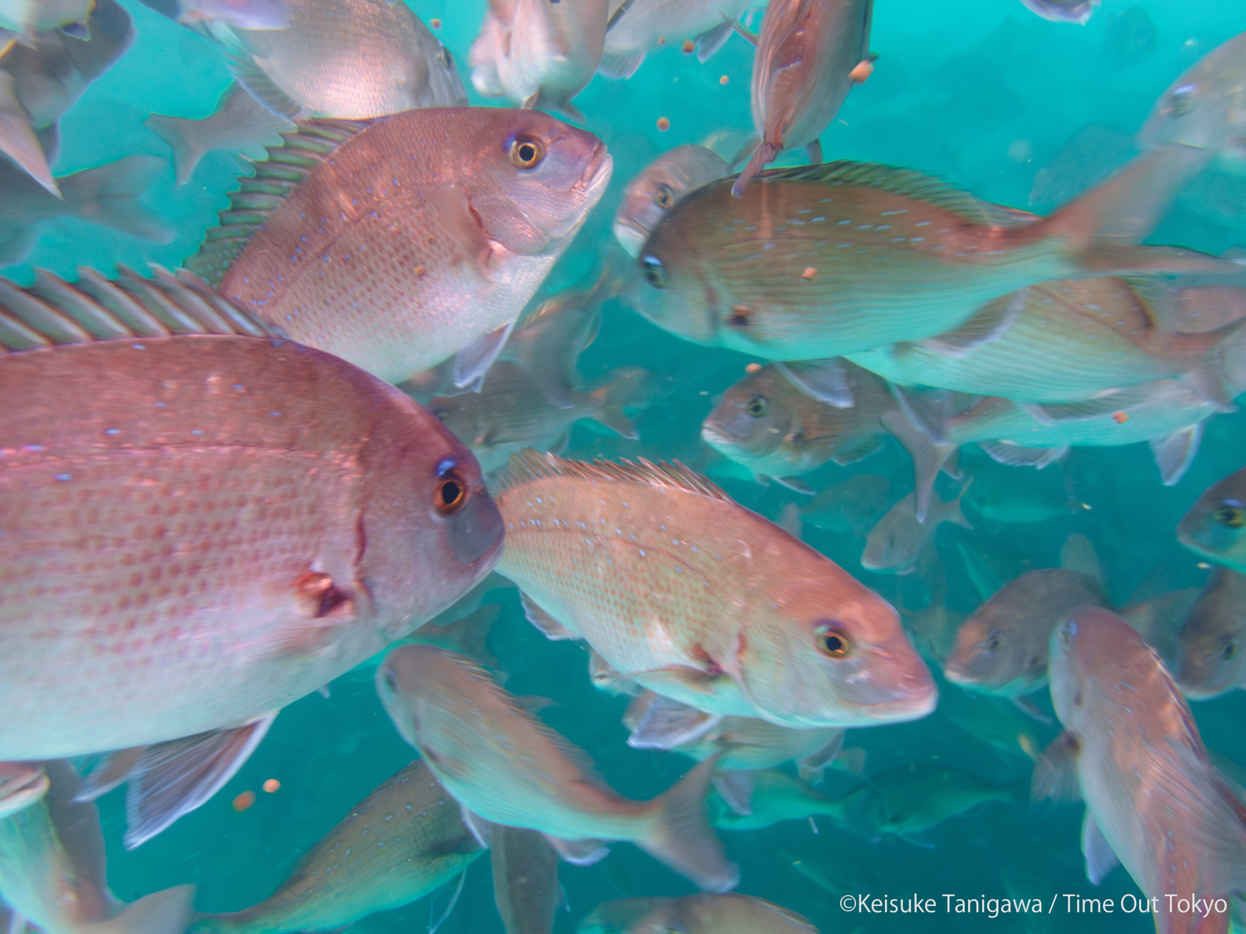 Sea Bream Spectacular Tour - Kaito Yumin Club